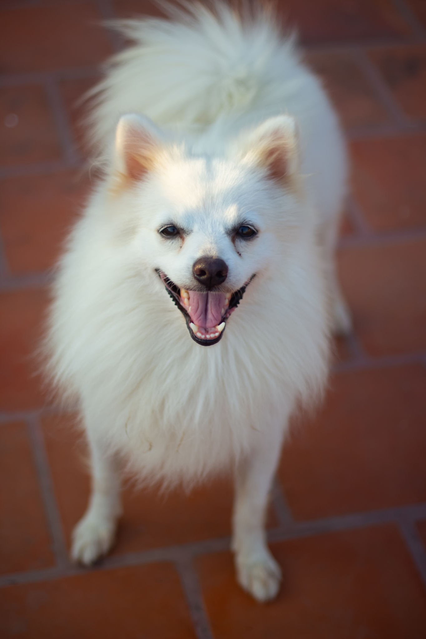 Cheapest Dog Breed In India - Healthy news